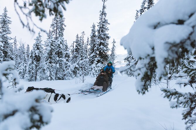 Dog sledding excursion to Kiruna - Who Would Love This Tour?