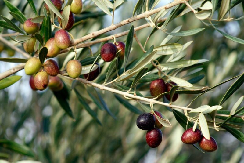 Dripping Springs: Olive Oil and Balsamic Vinegar Tasting - Why This Tasting Stands Out