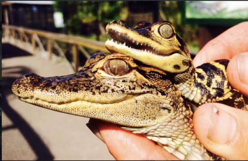 Everglades: Sawgrass Park Airboat Adventure Package - Who Should Consider This Tour?