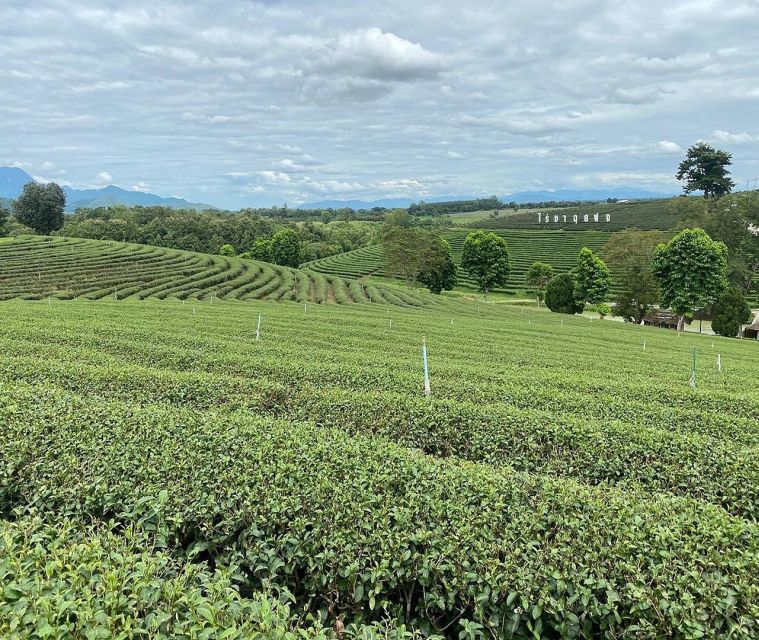 Explorer Border road and Nature ( Tea and Coffee ) - The Verdict: Who Should Take This Tour?