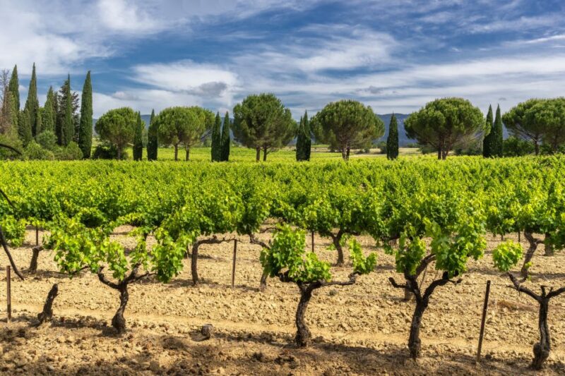 From Aix-en-Provence: Half-Day Wine Tour - What the Reviews Say