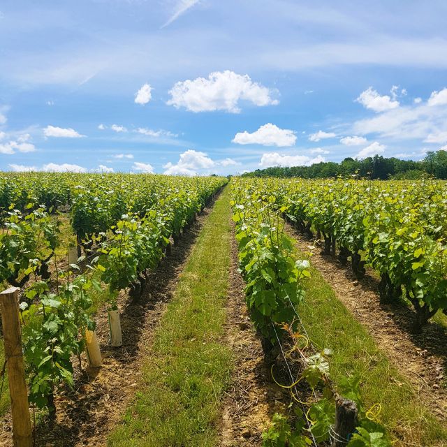 From Amboise: Villandry, Azay-le-Rideau & Winery - Transitioning to Wine Country