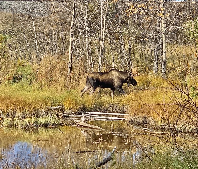 From Anchorage: Chugach State Park Walk with Naturalist - Practical Details and Value
