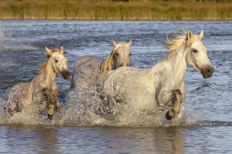 From Avignon: Half-Day Camargue and Saintes-Maries-de-la-Mer - Group Size and Practicalities