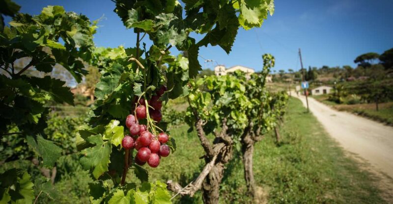 From Barcelona: Sailing and Wine Tasting Experience - Frequently Asked Questions