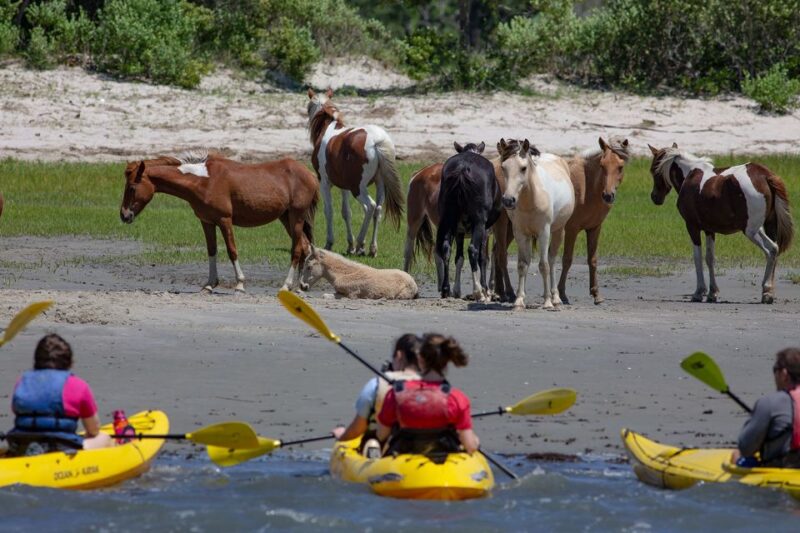 From Chincoteague: Guided Kayak Tour to Assateague Island - FAQ
