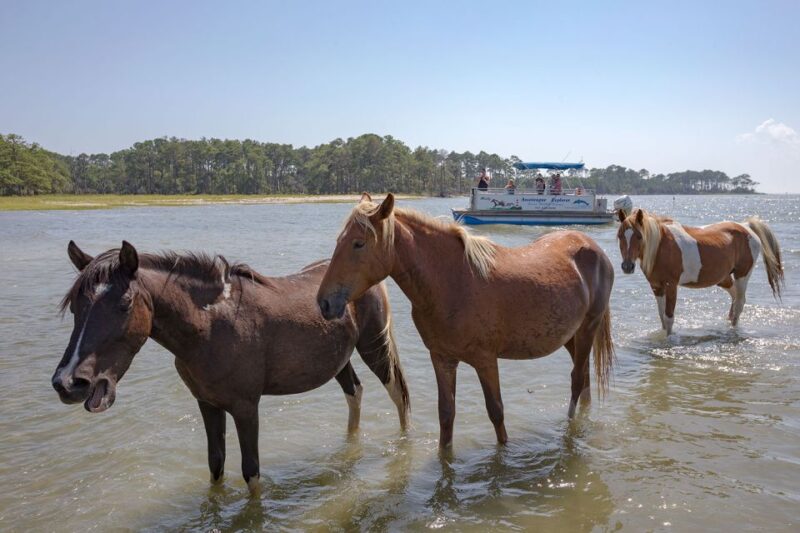 From Chincoteague Island: Assateague Island Boat Tour - Final Thoughts: Who Is This Tour Best For?