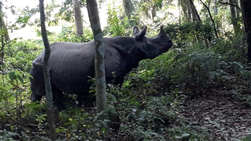 From Chitwan: Day Tour Jeep Safari+Canoeing+Jungle walk - Analyzing the Value