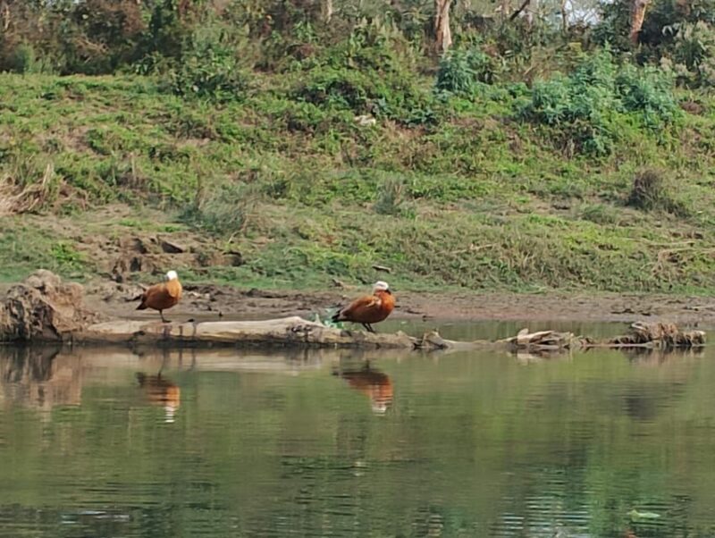 From Chitwan: Half Day Caneoing & jungle walk with Guide - FAQ