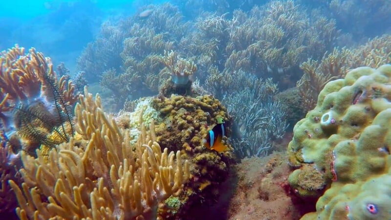 From Da Nang/Hoi An: Cham Islands Tour with Snorkeling - Who Is This Tour Best For?