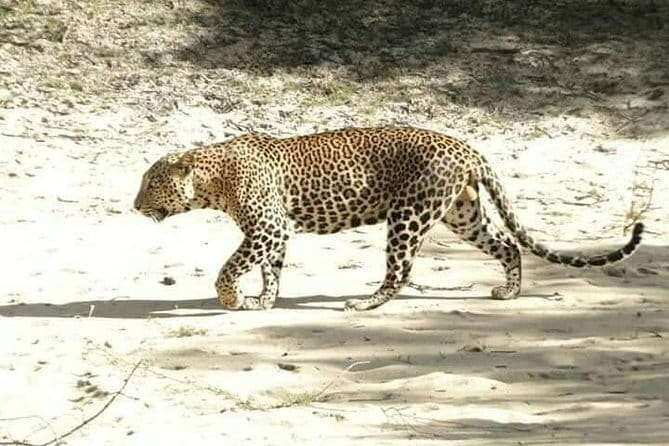 From Ella Shuttle to Tangalle/Mirissa/Galle with Yala Safari Tour - The Sum Up