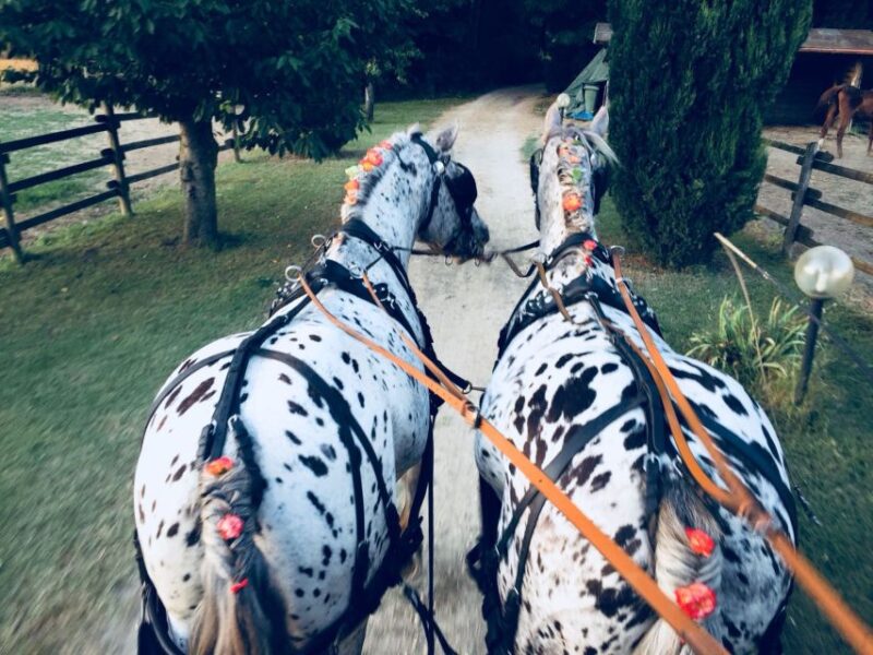 From Florence: Carriage Ride in Chianti Hills with Lunch - Final Thoughts