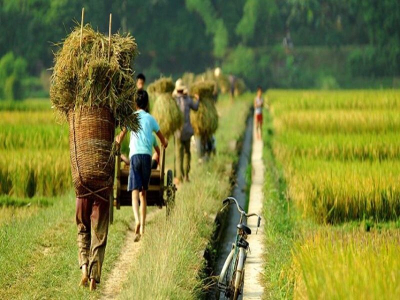 From Hanoi: Mai Chau Valley & Hill Tribes 2-Day Trek Tour - Authentic Experiences and Honest Feedback