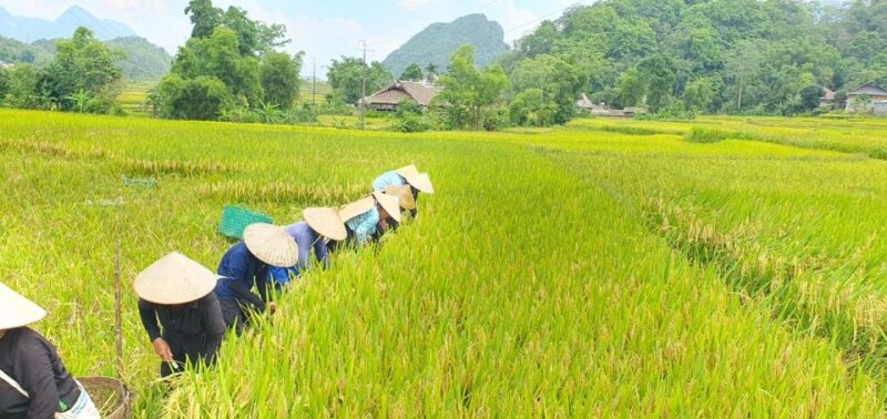 From Hanoi:3-day Amazing Ha Giang self-riding motorbike loop - Authenticity and Practicality
