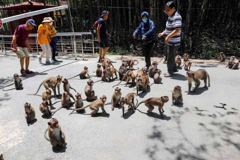 From Ho Chi Minh: Can Gio Mangrove Forest & Monkey Island - The Experience: What Travelers Are Saying