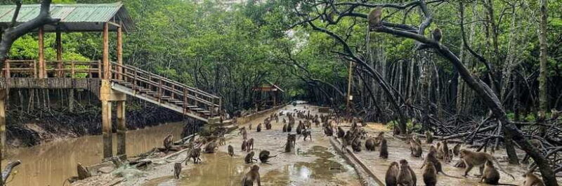 From Ho Chi Minh City: Can Gio Mangrove Forest Day Tour - Final Thoughts
