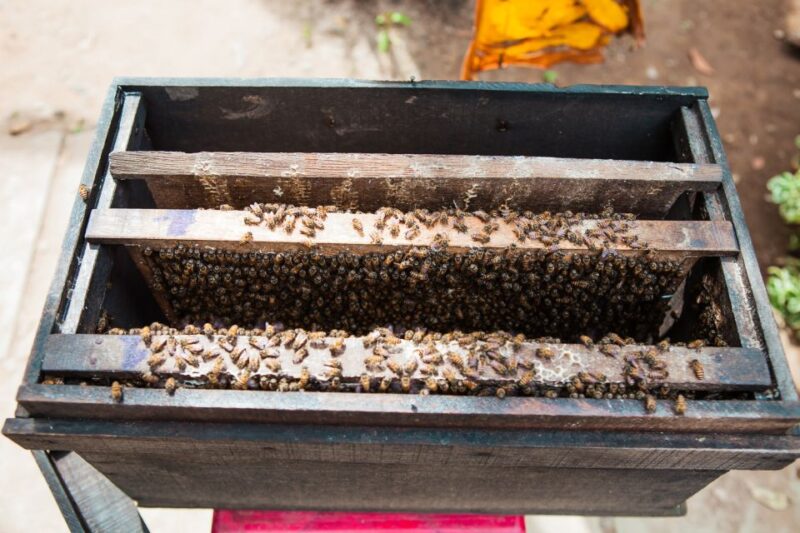 From Ho Chi Minh: Mekong Delta Private Day Tour - Who Will Love This Tour?