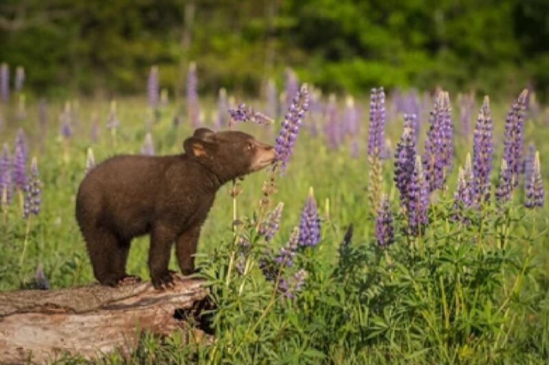 From Jackson: 2-Day Grand Teton and Yellowstone Tour - FAQ: Practical Questions About This Tour