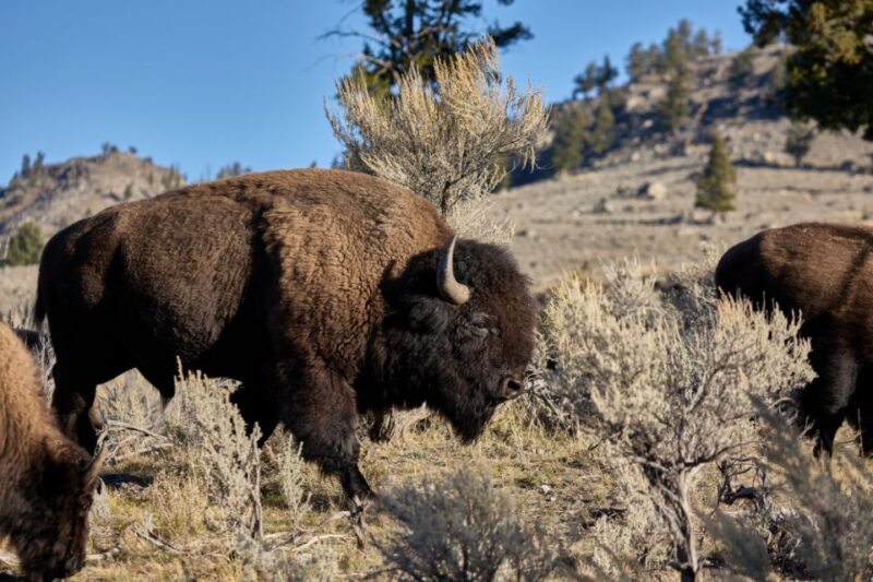 From Jackson: Half-Day Grand Teton National Park Tour - Practicalities and Tips