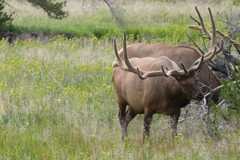 From Jackson: Yellowstone National Park Day Trip with Lunch - FAQs