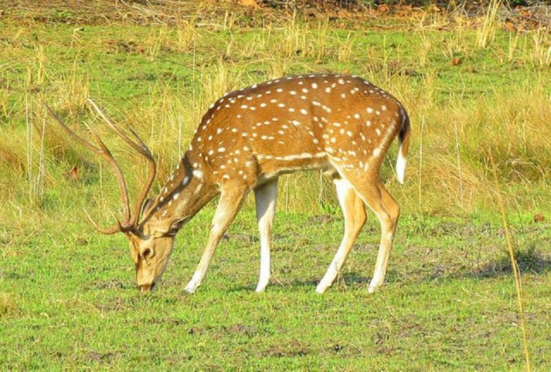 From Kathmandu: 3-Day Chitwan National Park Tour - Day Two: Wildlife Encounters and Scenic Experiences