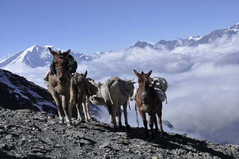 From Kathmandu/Pokhara: 9-Day Annapurna Circuit Trek - Authentic Experiences and Traveler Perspectives
