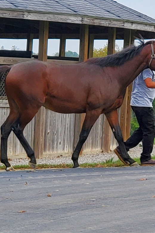 From Lexington: Kentucky Horse Farms Tour - The Role of the Guide