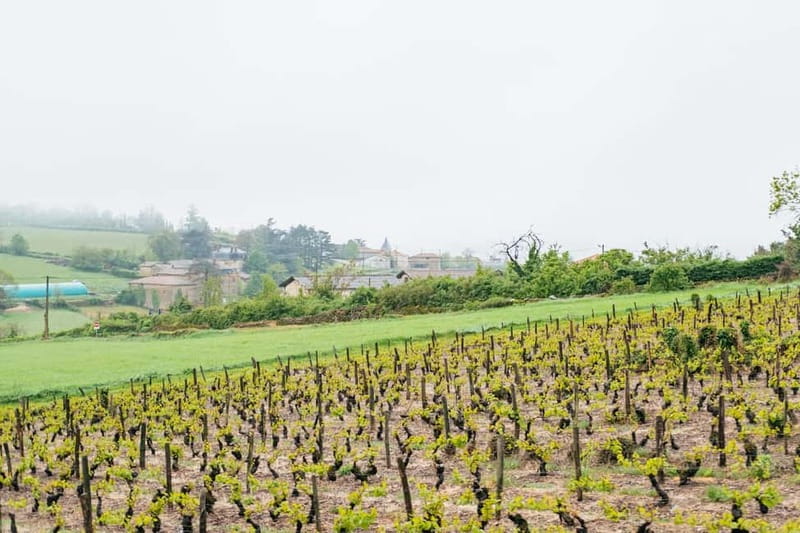 From Lyon: Golden Stones Beaujolais Wine Tasting Tour - The Experience in Action