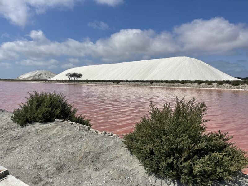 From Montpellier: Camargue and Salt Marshes Guided Tour - FAQ