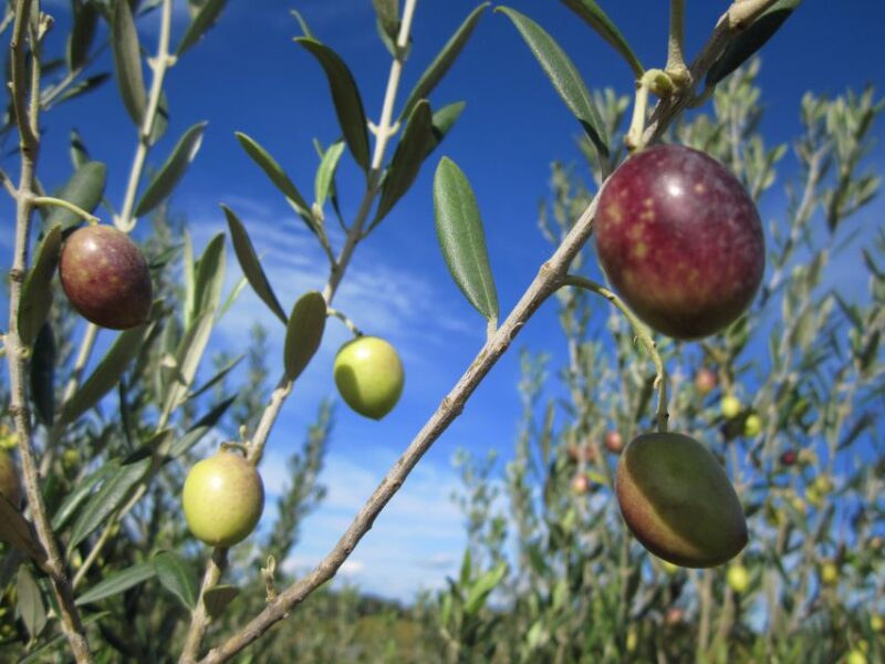 From Montpellier: Wine and Olive Tour - What Travelers Say