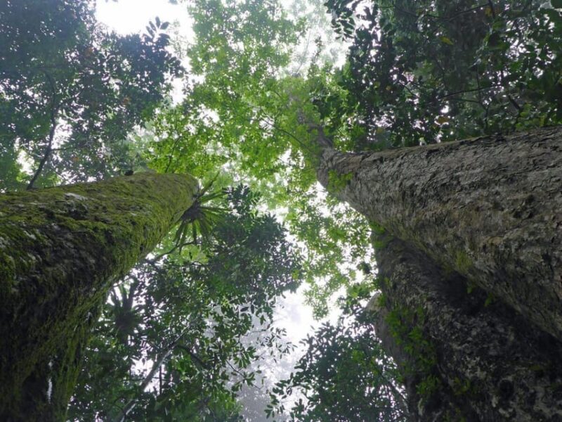 From Ninh Binh: Cuc Phuong National Park Guided Tour & Lunch - What’s Included and What’s Not