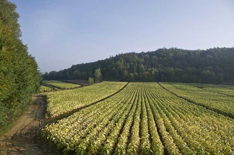 From Rome: Tuscany and Montepulciano Nobile Wine Guided Tour - Scenic Drives and Final Views