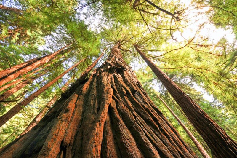 From San Francisco: Muir Woods and Sausalito Half-Day Trip - FAQ