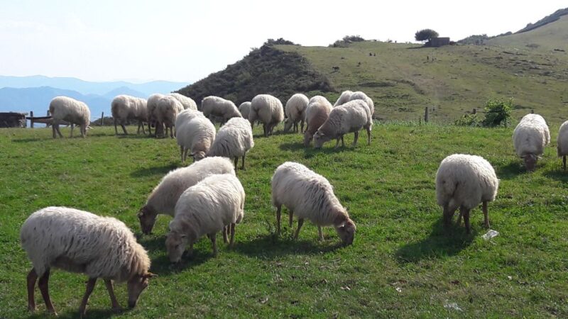 From San Sebastián: Basque-France Coastline Private Tour - The Value of a Private Tour