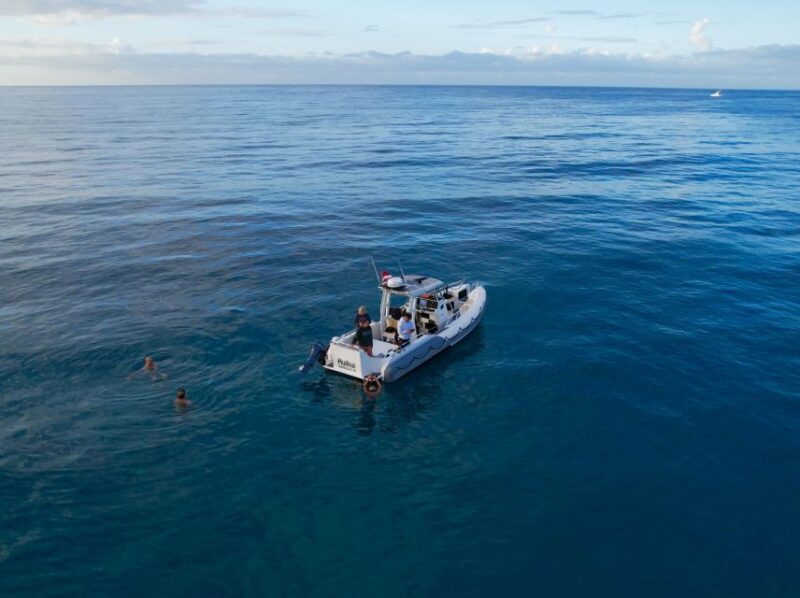 From Waikiki: Turtle Canyon Snorkeling Tour - Practical Details
