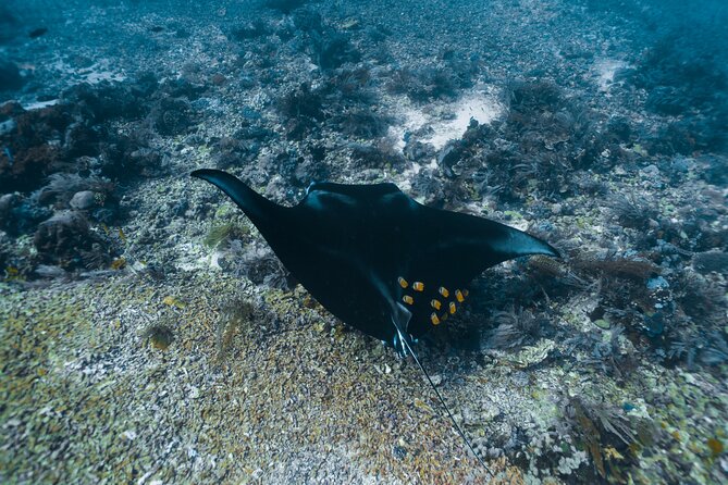 Full-Day Adventure Tour to komodo Island with join Speed Boat tur - Important Considerations Before Booking