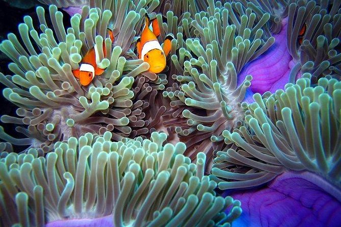 Full-Day Racha Noi and Racha Yai Snorkeling from Phuket - FAQs