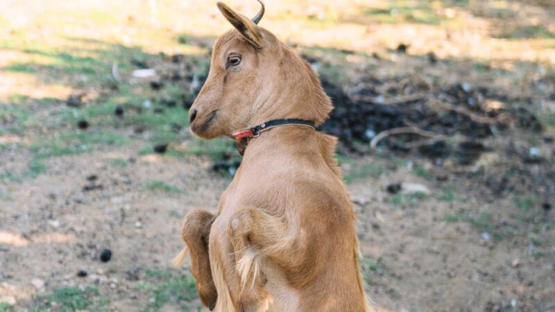 Gallura: Picnic on a Farm with Animals - Who Will Love This Experience?