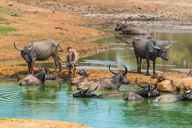 GO WILD! Double Safari Day Trip (Yala & Udawalawe) - Private & All Inclusive - Who Will Love This Tour?