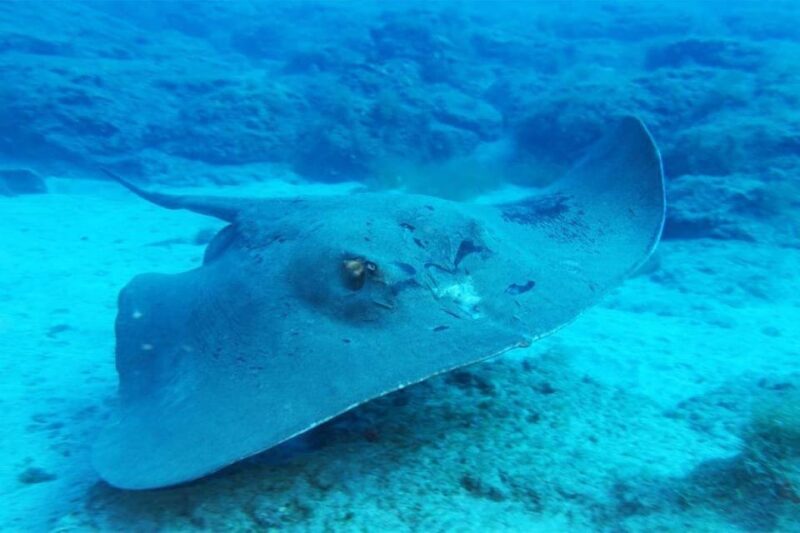 Gran Canaria: Scuba Diving for Beginners - Authentic Insights from Participants