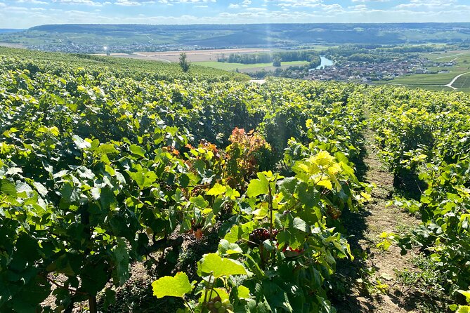 GRAND VINTAGE Moet et Chandon Veuve Clicquot Cellars & Tastings - FAQ
