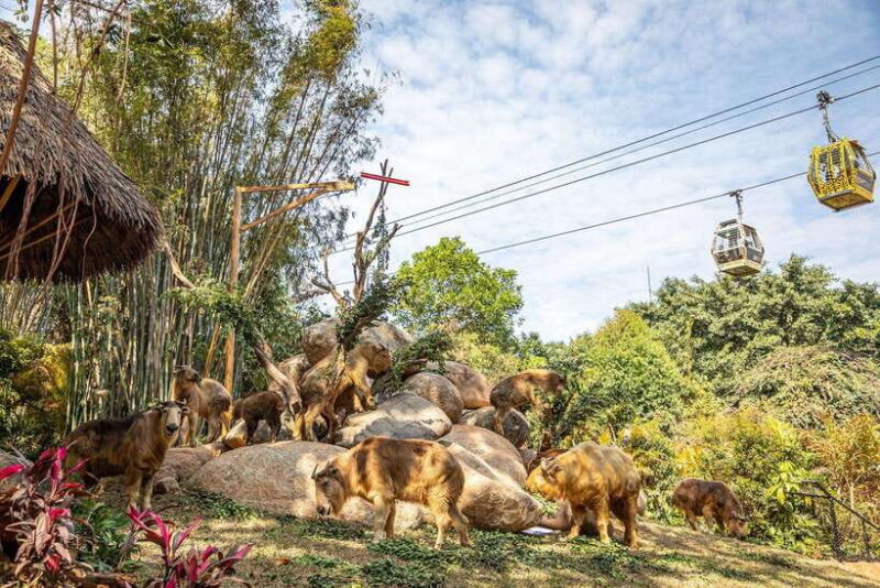 Guangzhou Chimelong Safari Park Ticket - FAQ