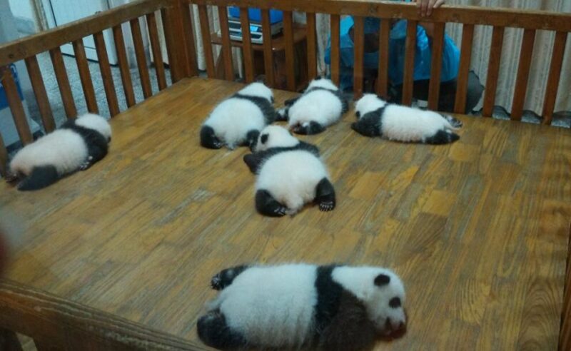 Half Day Amazing Chengdu Panda Base Trip - How Travelers Feel About It