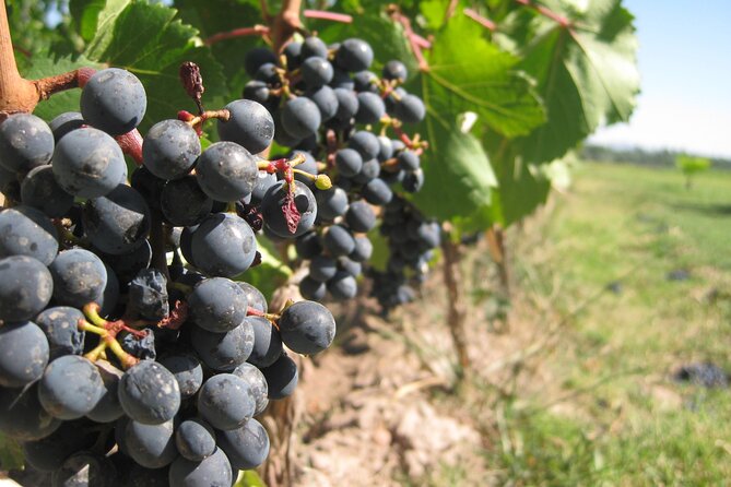 Half-Day Gramma Wine Tasting Tour in Iasi - Authentic Experiences and Real-World Feedback