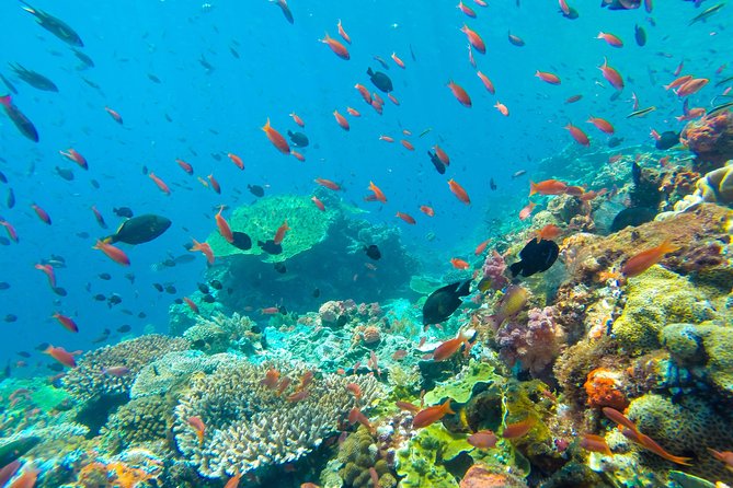 Half Day Tour Snorkeling in Nha Trang Bay Included Lunch - Final Thoughts