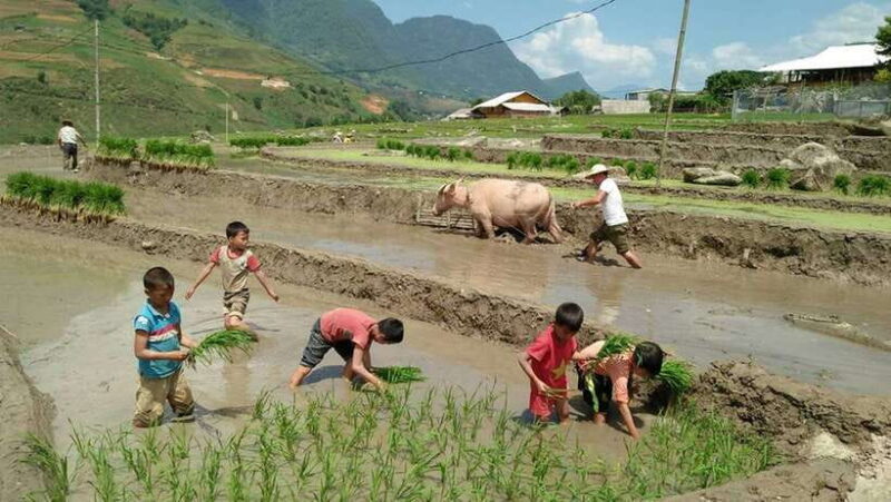 Hanoi- SaPa: 3-Day Homestay Trek to Explore Ethnic cultures - Practical Tips for a Smooth Experience