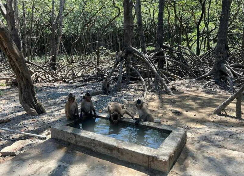 Ho Chi Minh City: Can Gio Monkey Island Day Trip with Lunch - Final Thoughts: Who Is This Tour Best For?