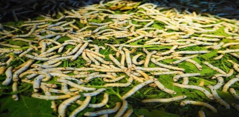Hoi An: Silk Village Tour with Artisan and Local Meal - Final Thoughts: Why This Tour Matters