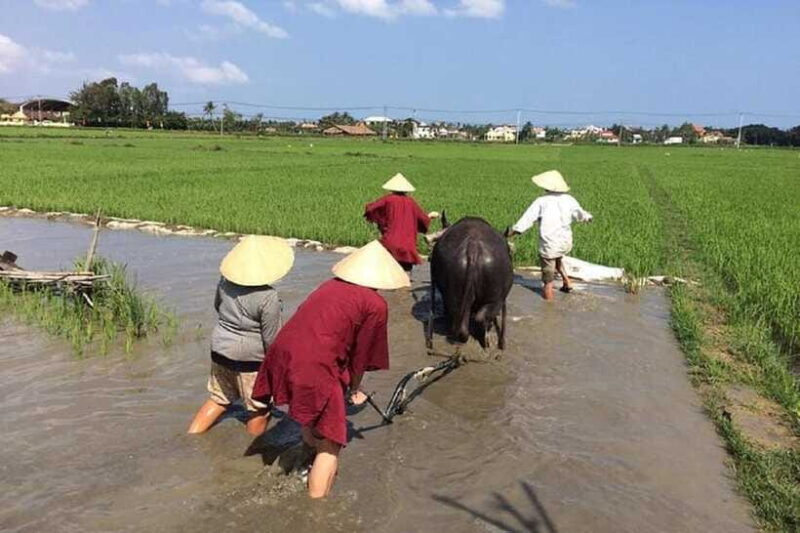 Hoi An Wet Rice Farming Tour-Basket Boat Tour Fishing-Lunch - What Past Participants Say