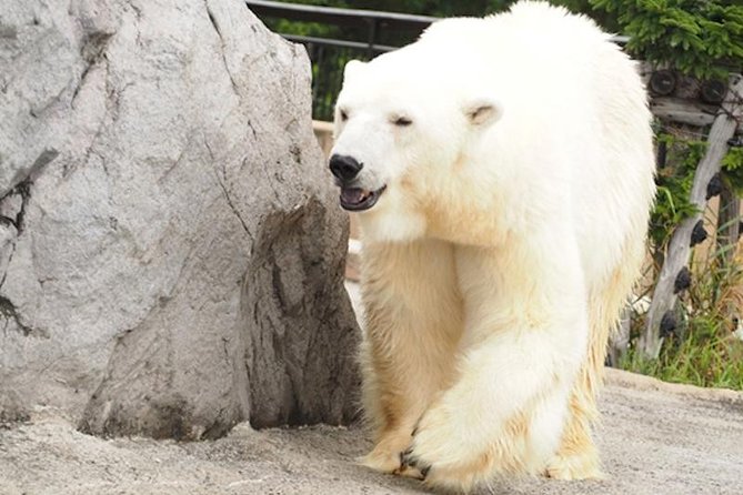 Hokkaido Highlights of Flower Blossom, Asahiyama Zoo& Blue pondAoi-ike! - Final Thoughts: Is This Tour Right for You?